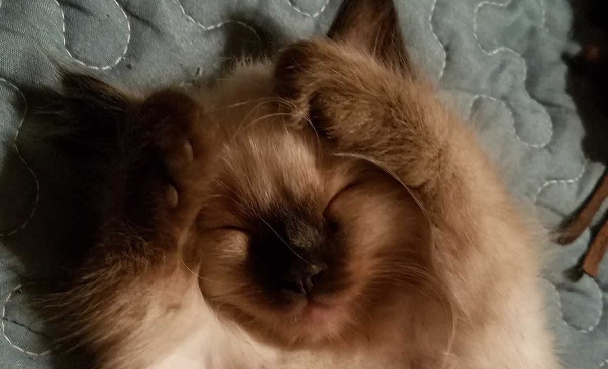 Available Kittens – I ♥ Ragdoll Cats