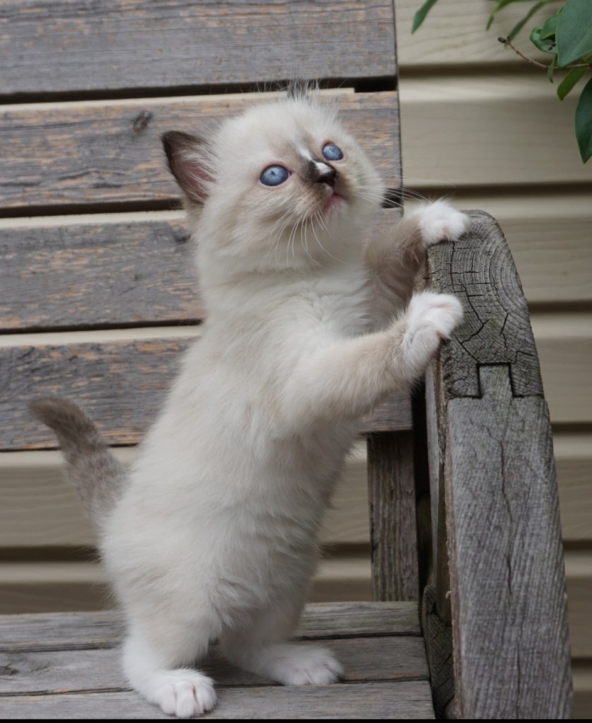 Available Kittens – I ♥ Ragdoll Cats