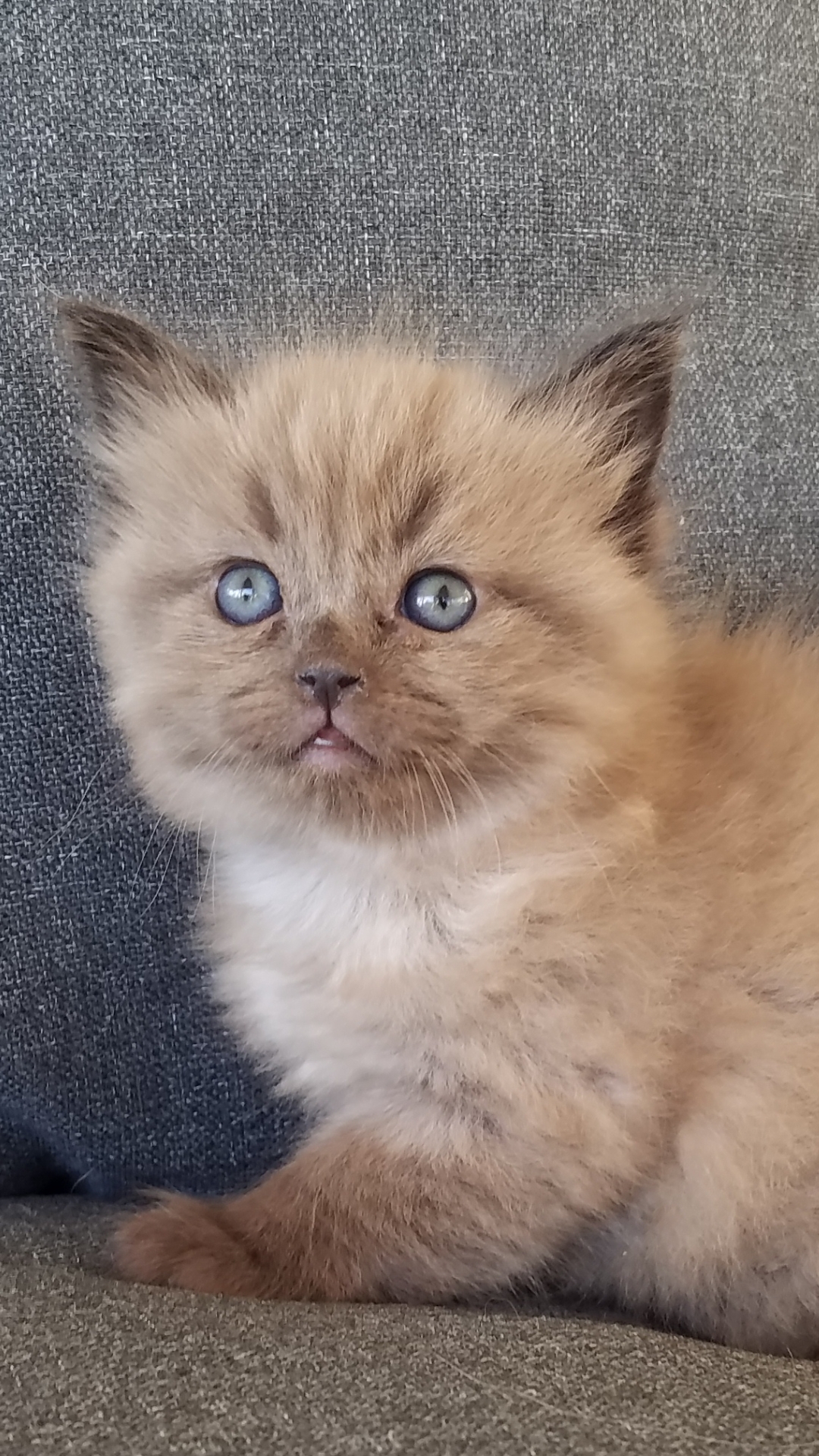 Payments – I ♥ Ragdoll Cats